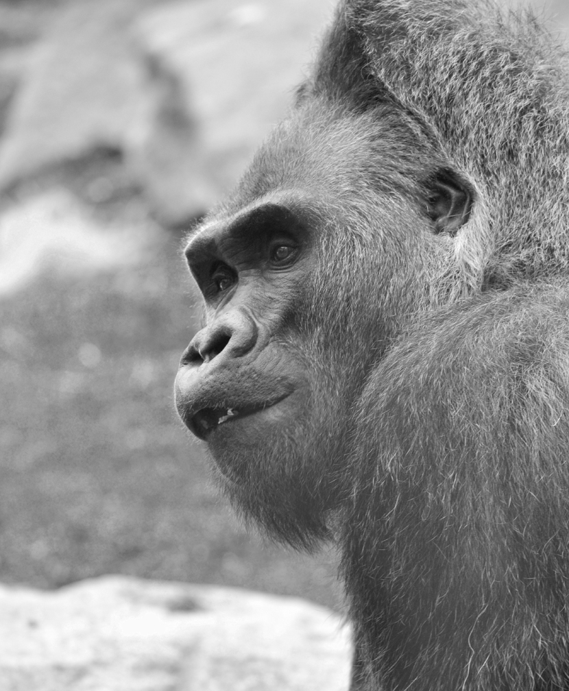 About | this great ape