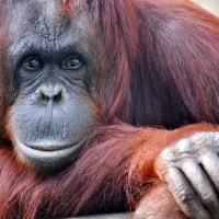 this great ape | an autistic life